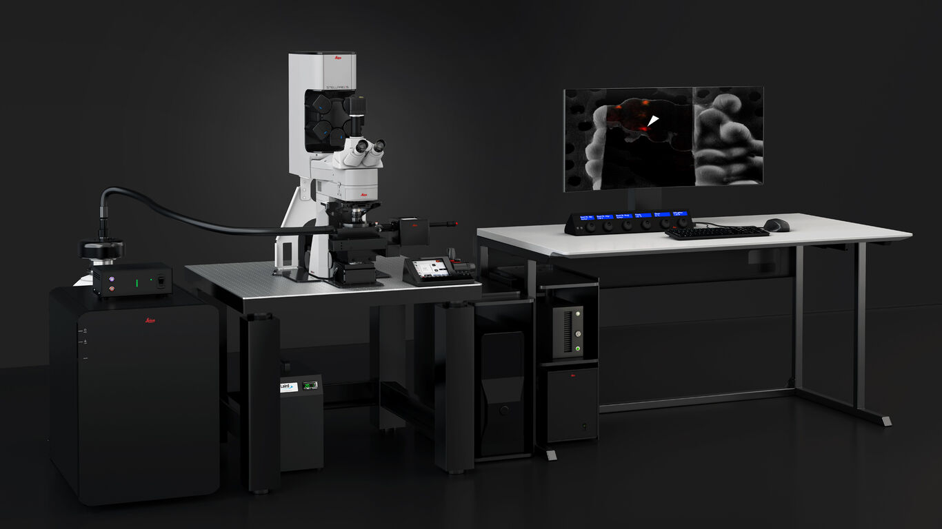 Correlative Light and Electron Microscopy (CLEM) | Applications | Leica ...
