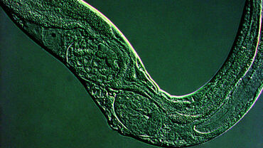 Microscopy Solutions for Cell Culture | Applications | Leica Microsystems