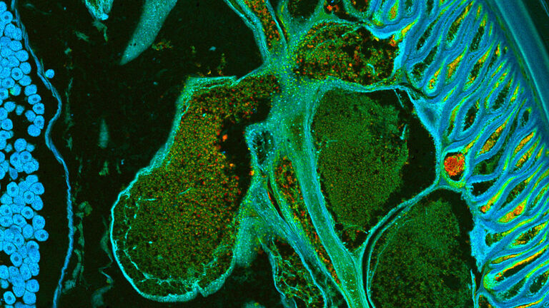 Live Cell Imaging Applications Leica Microsystems