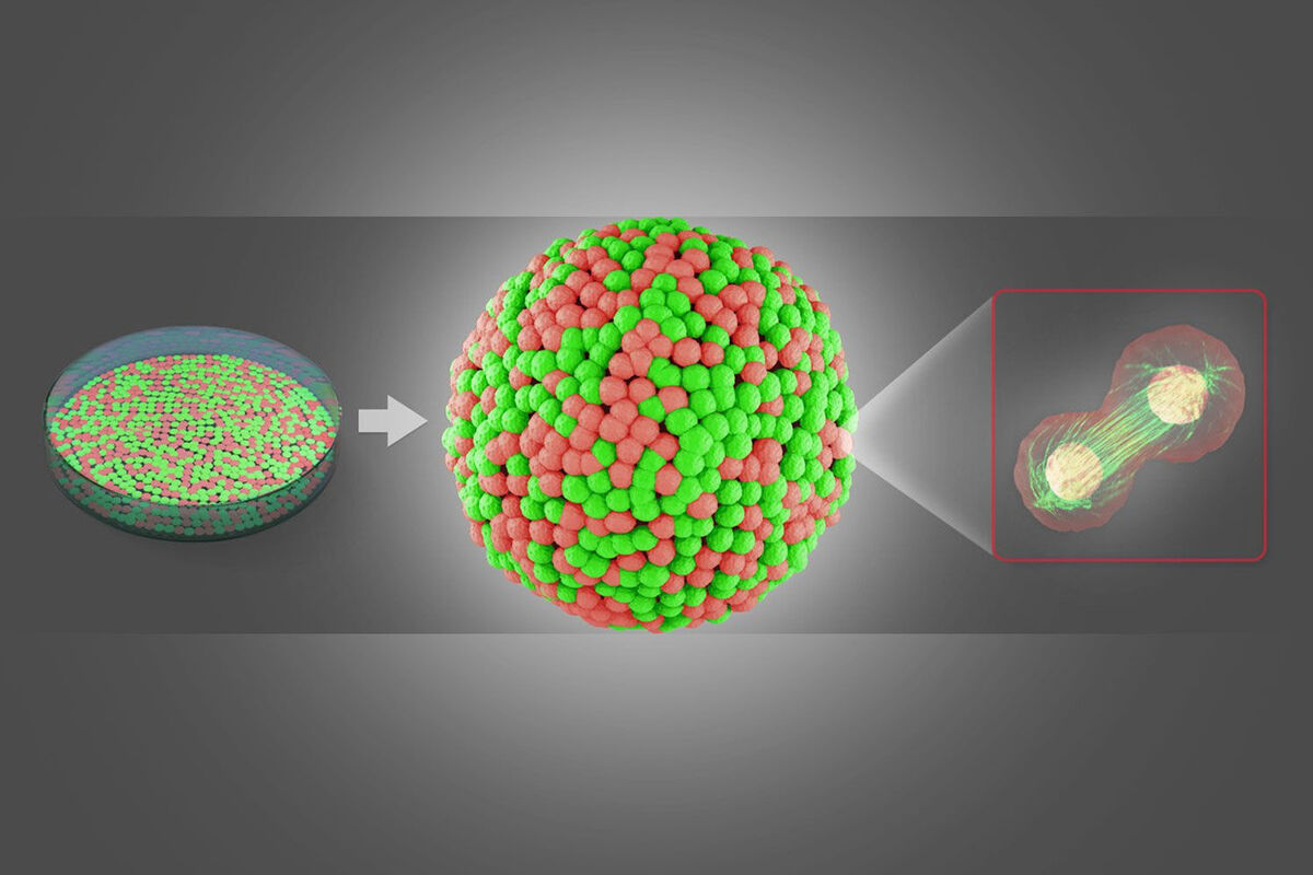 Improve 3D Cell Biology Workflow with Light Sheet Microscopy | Learn ...
