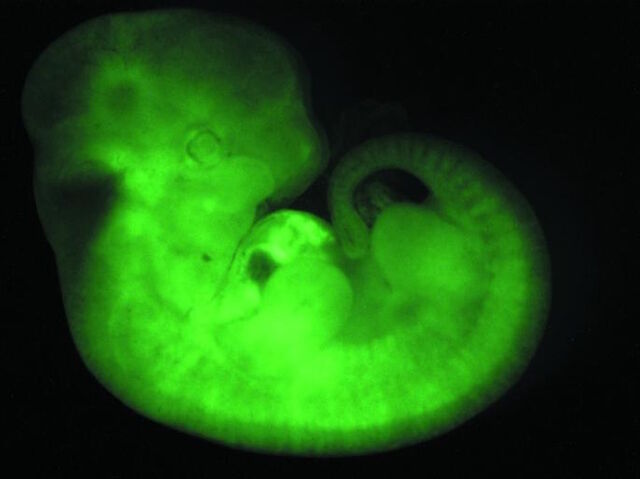 Fluorescence in Microscopy | Learn & Share | Leica Microsystems