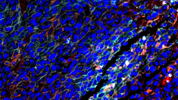 Cell DIVE - Applications | Produits | Leica Microsystems