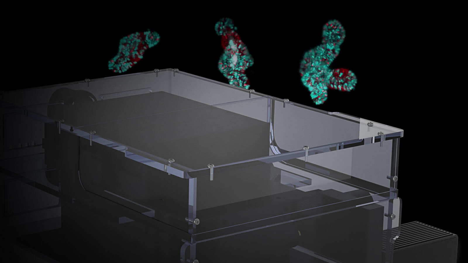 Light Sheet Microscopes | Products | Leica Microsystems