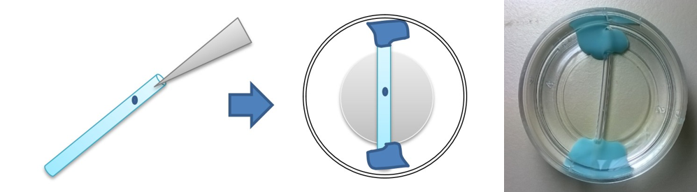 Using a Rotation Device for Light Sheet Sample Mounting | Learn & Share ...