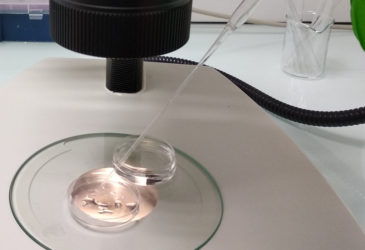 Using a Rotation Device for Light Sheet Sample Mounting | Learn & Share ...