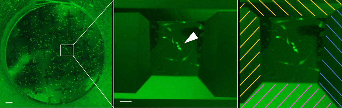 How to Automatically Obtain Fluorescent Cells of Interest in a Block ...