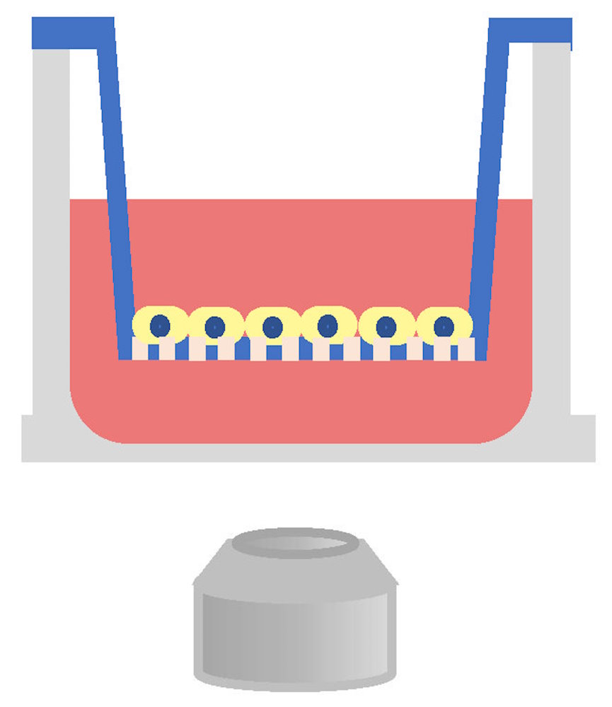 Rapid Check of Live Stem Cells in Cell-Culture Inserts set in Multi ...