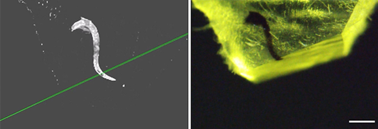 How To Save Time And Samples By Automated Ultramicrotomy Learn And Share Leica Microsystems