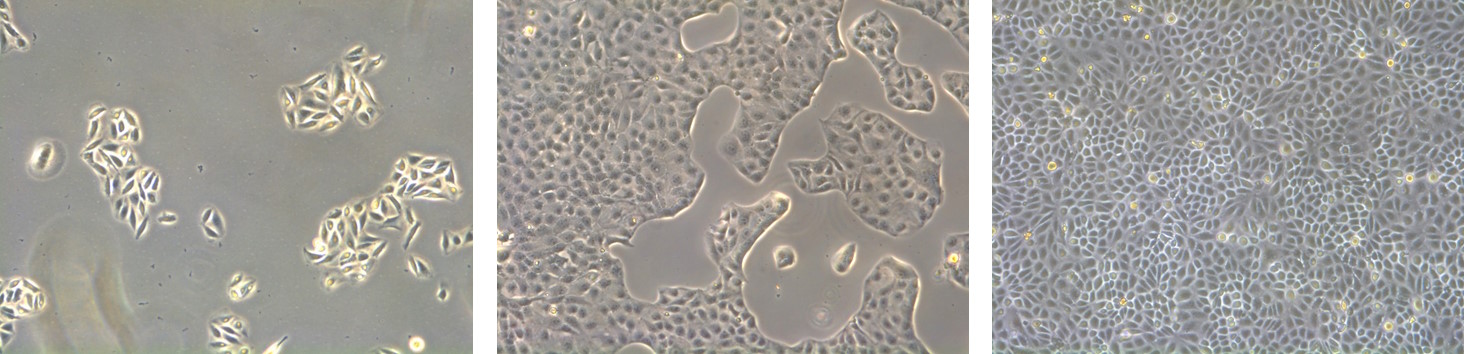 Introduction to Mammalian Cell Culture | Learn & Share | Leica Microsystems