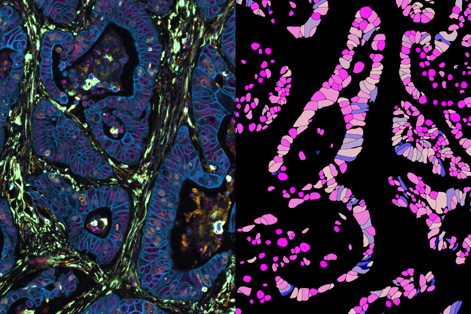 Aivia AI Image Analysis Software | Products | Leica Microsystems