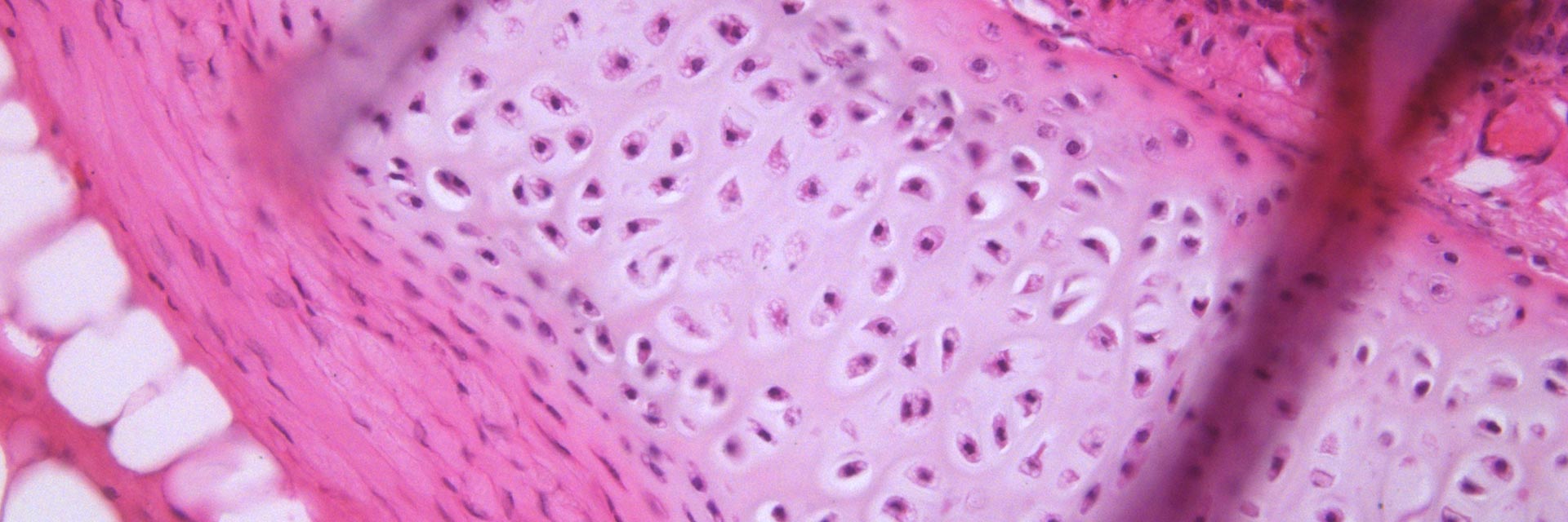 Microscopy in Pathology | Applications | Leica Microsystems