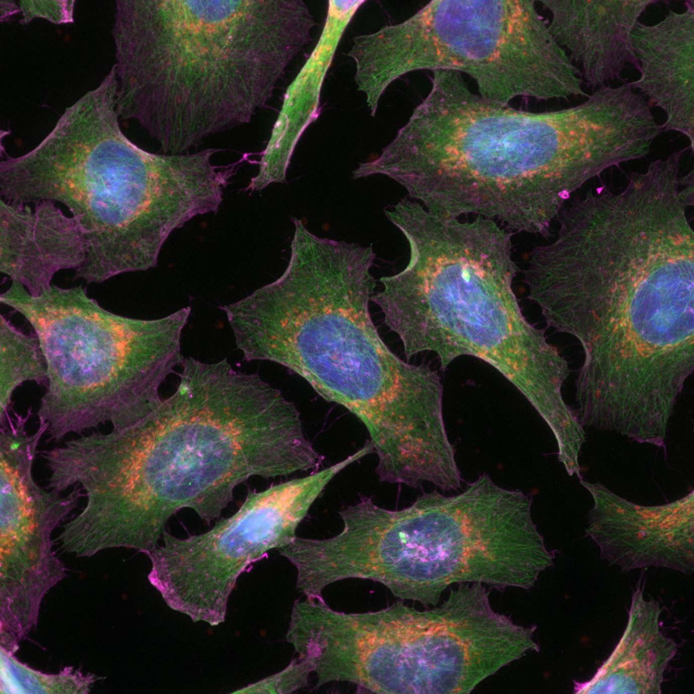 K5 sCMOS Microscope Camera | Products | Leica Microsystems