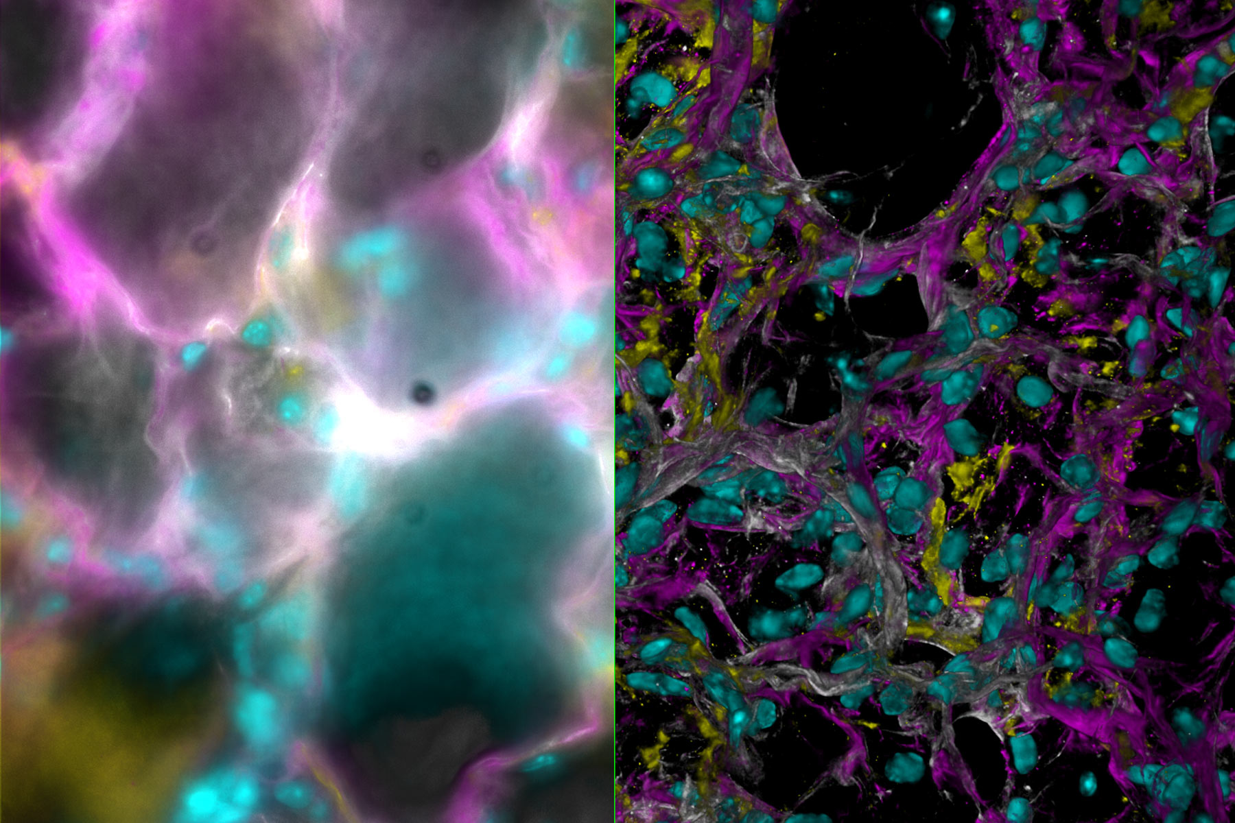 DMi8 Inverted Microscope | Products | Leica Microsystems